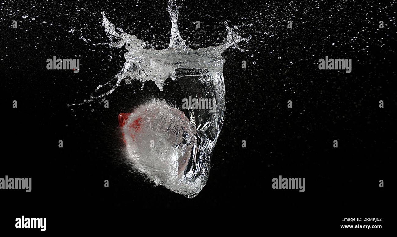 Shot Breaking Water Filled Red Balloon Stock Photo - Alamy