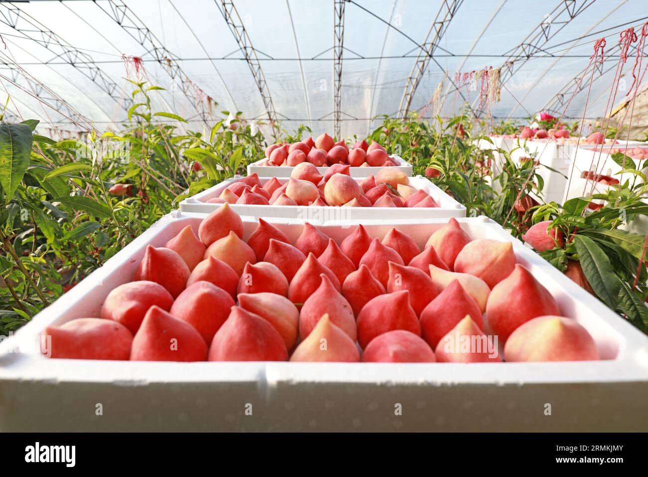 Peach tree container fruit hi-res stock photography and images - Alamy