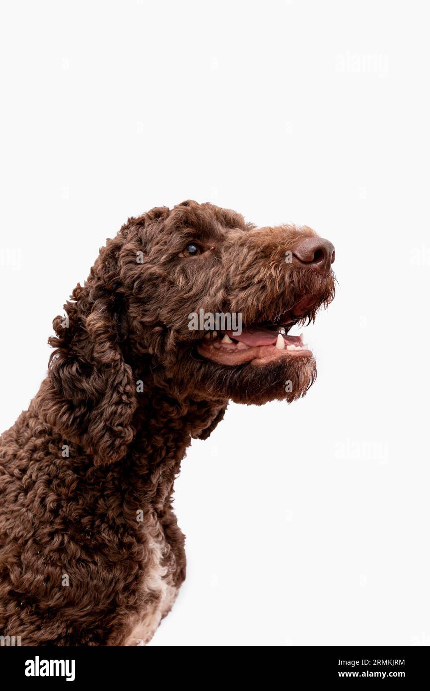 Standard poodle mouth hi-res stock photography and images - Alamy
