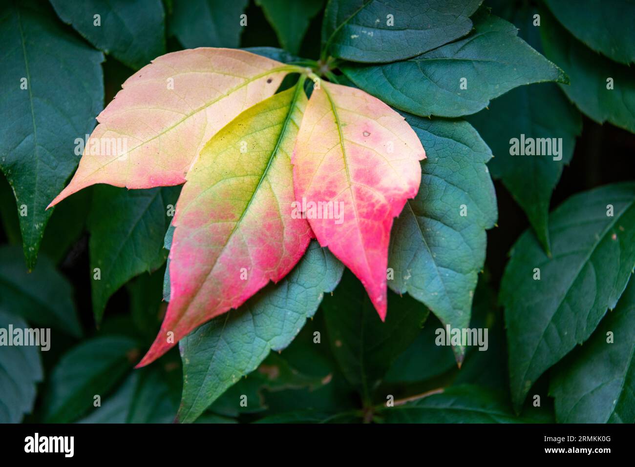 Autumn leaves change of color, Boston Ivy (Pathenocissus Tricuspidata ...