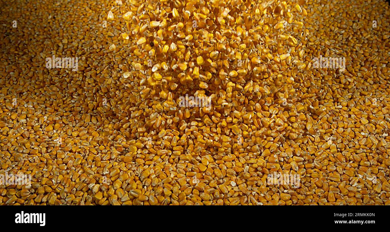 Corn, zea mays falling Stock Photo - Alamy