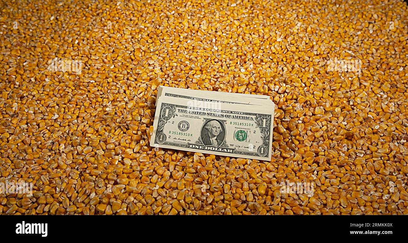 Corn and Flying Dollar Bank Notes Stock Photo - Alamy