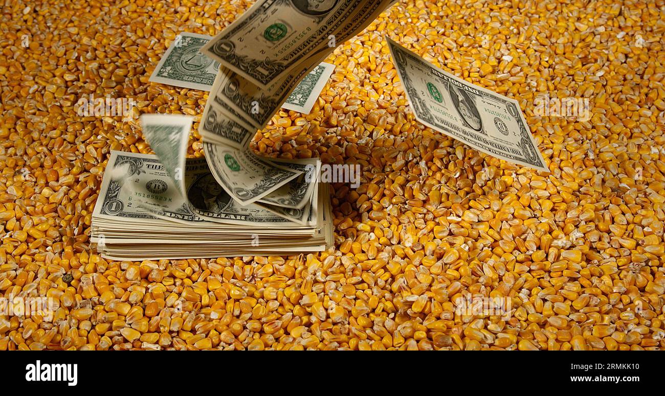Corn and Flying Dollar Bank Notes Stock Photo - Alamy