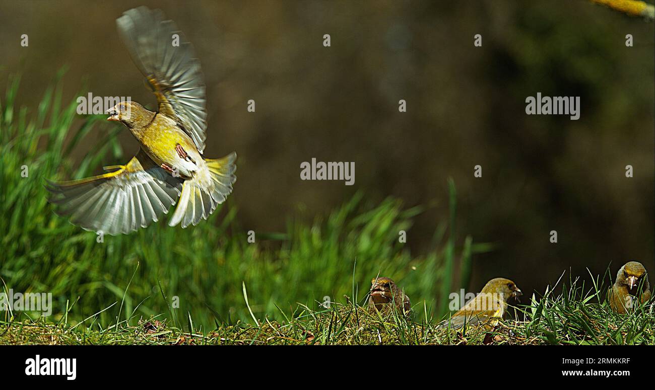 European Greenfinch, carduelis chloris, Adult in Flight, Normandy Stock ...