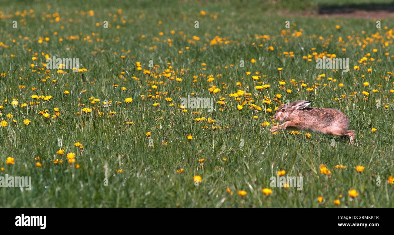 Rabbit oryctolagus cuniculus running through hi-res stock photography ...