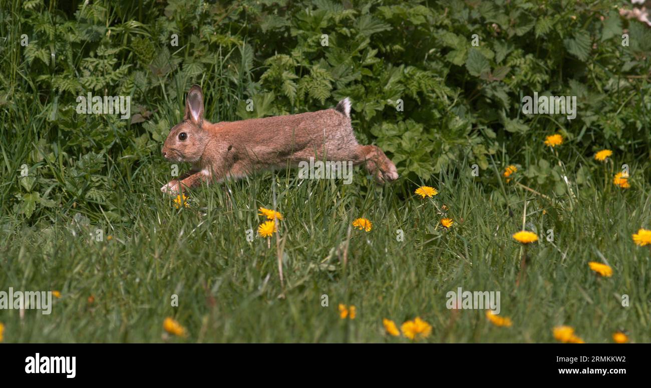 Rabbit oryctolagus cuniculus running through hi-res stock photography ...