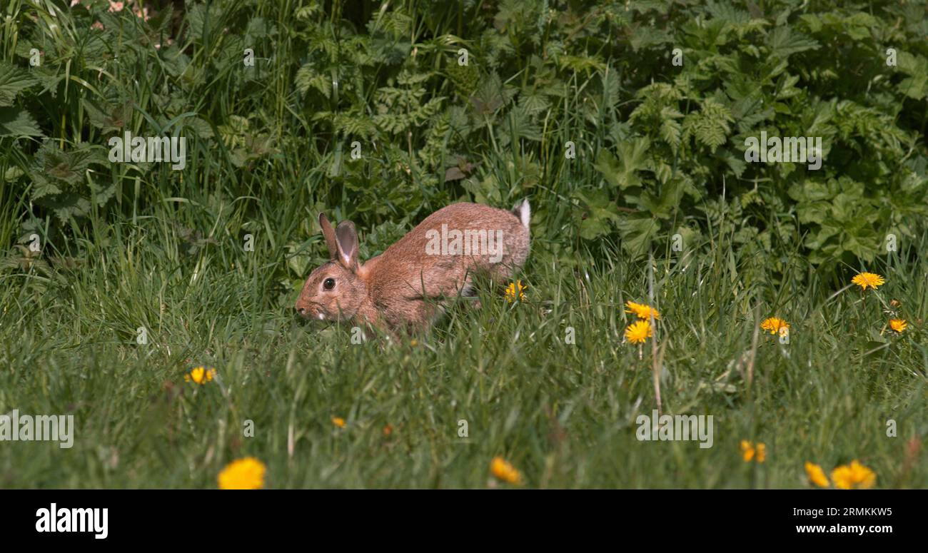 Rabbit oryctolagus cuniculus running through hi-res stock photography ...