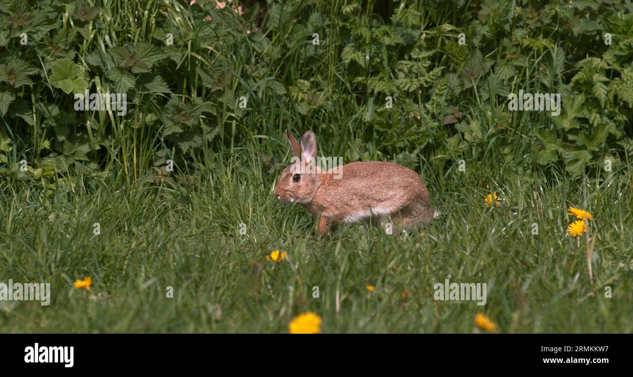 Rabbit oryctolagus cuniculus running through hi-res stock photography ...