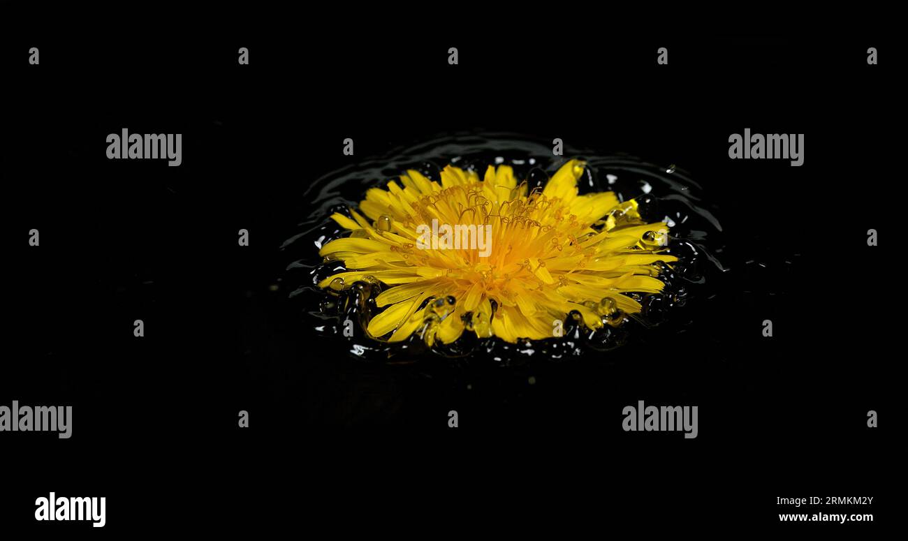Flower of Common Dandelion, taraxacum officinale, falling on Water ...
