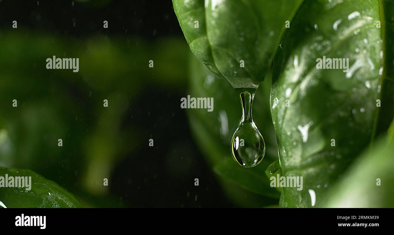 Rain falling Basilisk, Ocimum basilicum, Normandy Stock Photo - Alamy