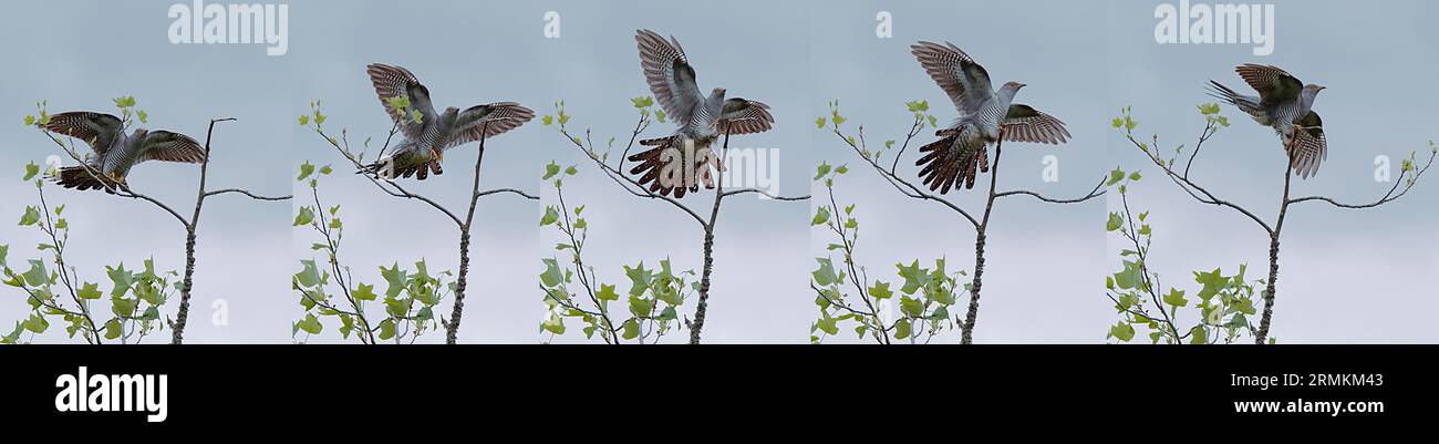 Common Cuckoo, cuculus canorus, Adult in Flight, Landing on Branch ...