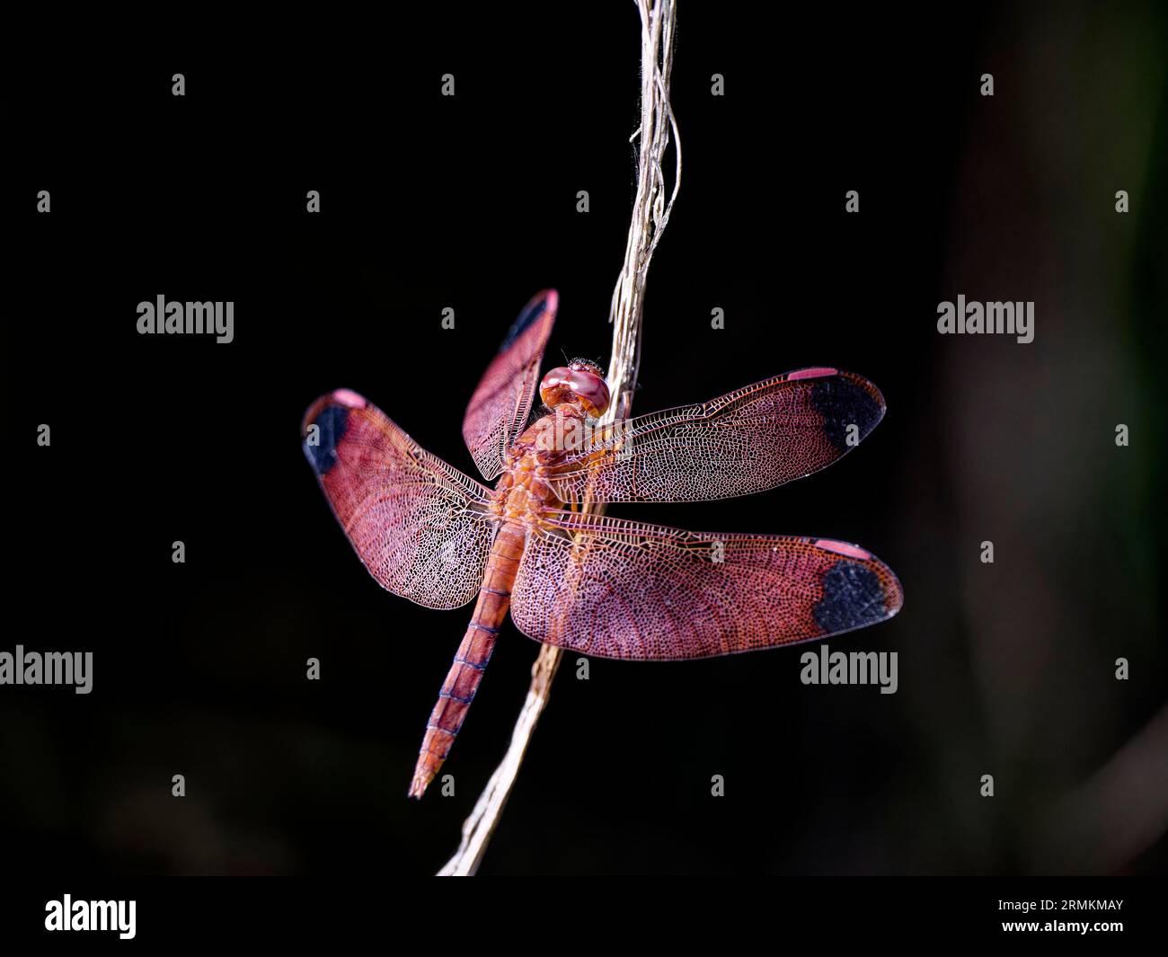 Red dragonfly (Neurothermis fulvia) against a dark background, Himalaya ...