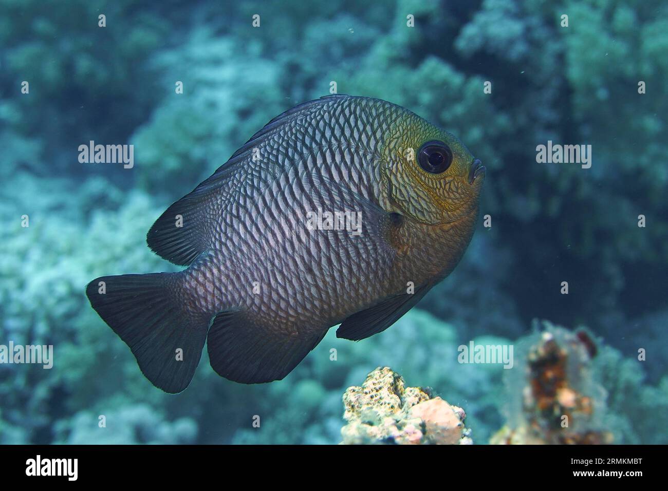 Threespot dascyllus (Dascyllus trimaculatus), damsel fish, House reef ...