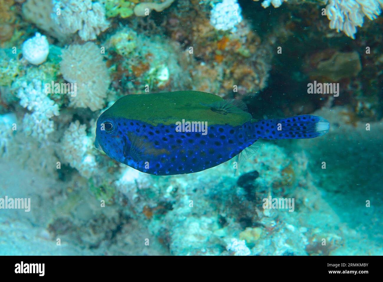 Bluetail trunkfish (Ostracion cyanurus), Dive site House reef, Mangrove ...