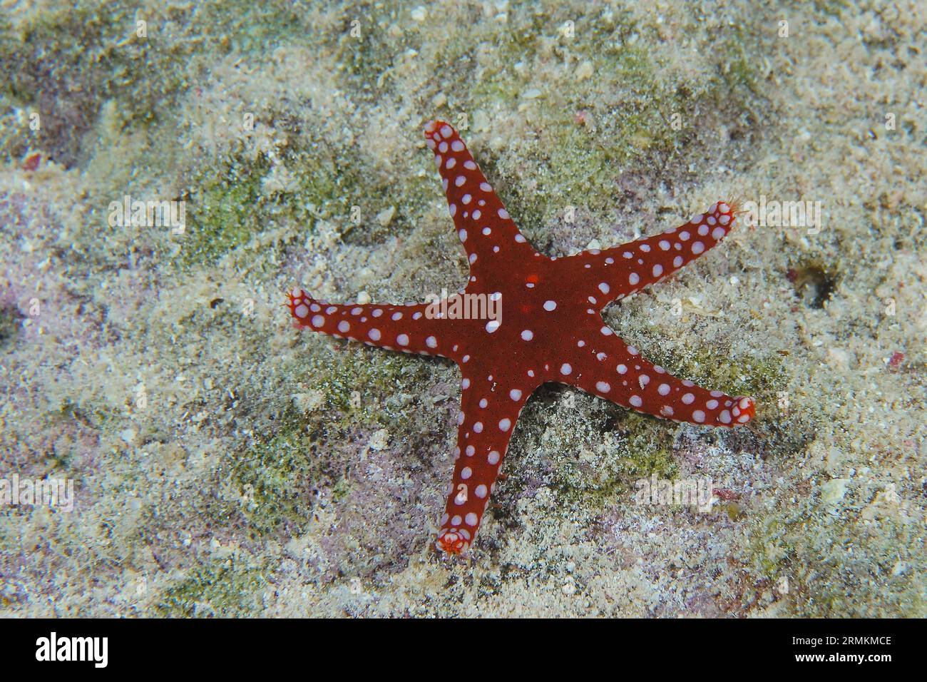 Ghardaqa Starfish (Fromia ghardaqana), House Reef Dive Site, Mangrove ...