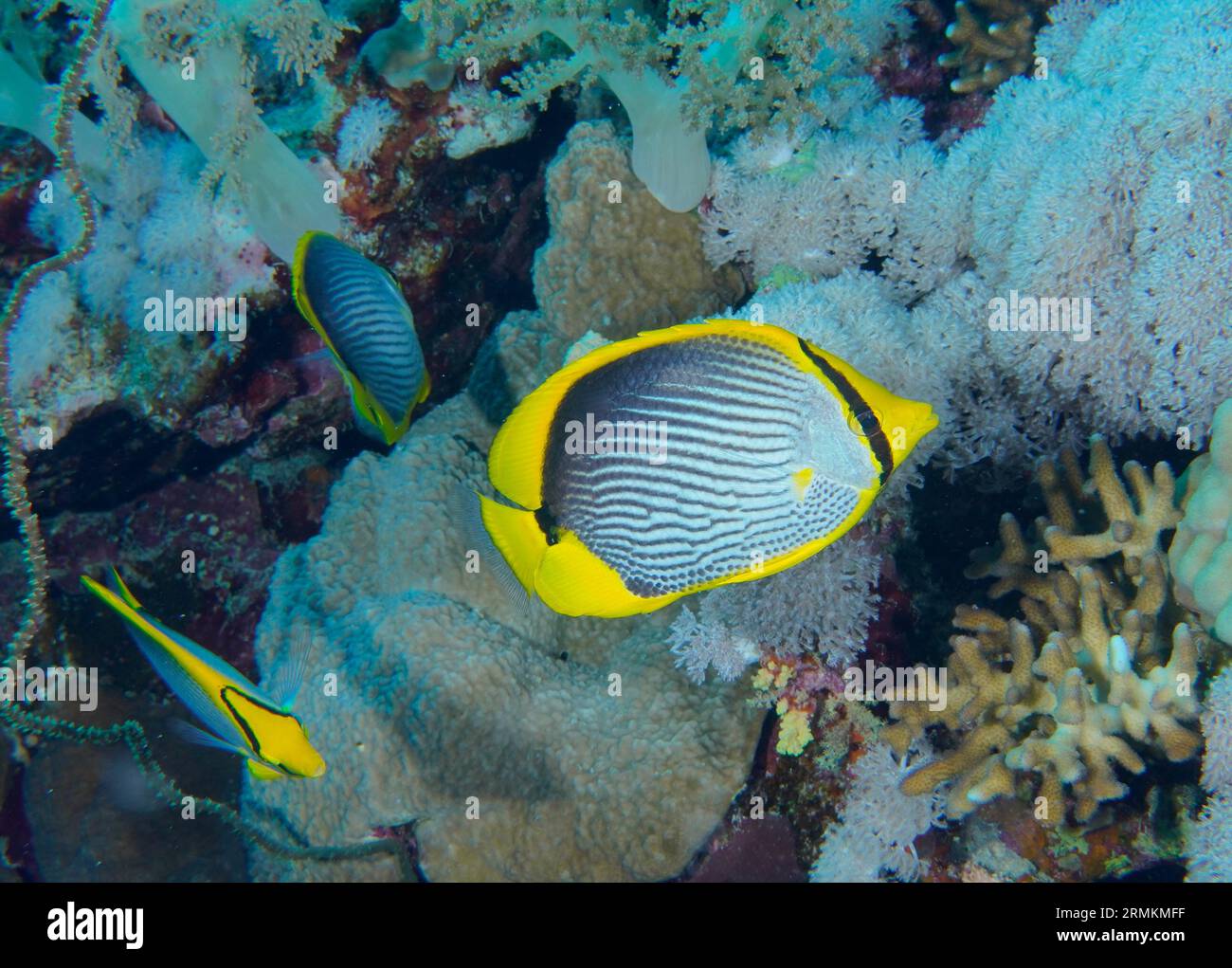 Blackback butterflyfish (Chaetodon melannotus), Small Brother dive site ...