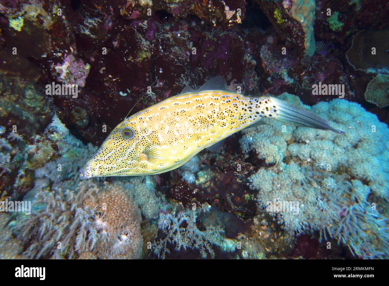Scrawled filefish (Aluterus scriptus), Daedalus Reef dive site, Egypt ...