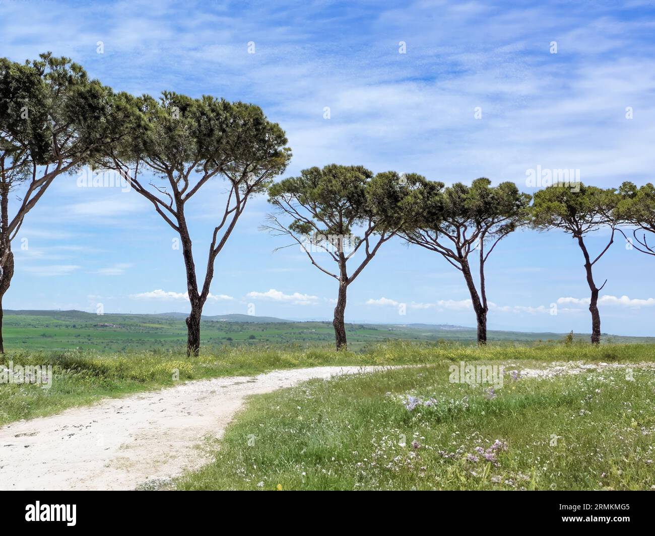 Pine trees on a gravel path on a hill Stock Photo - Alamy