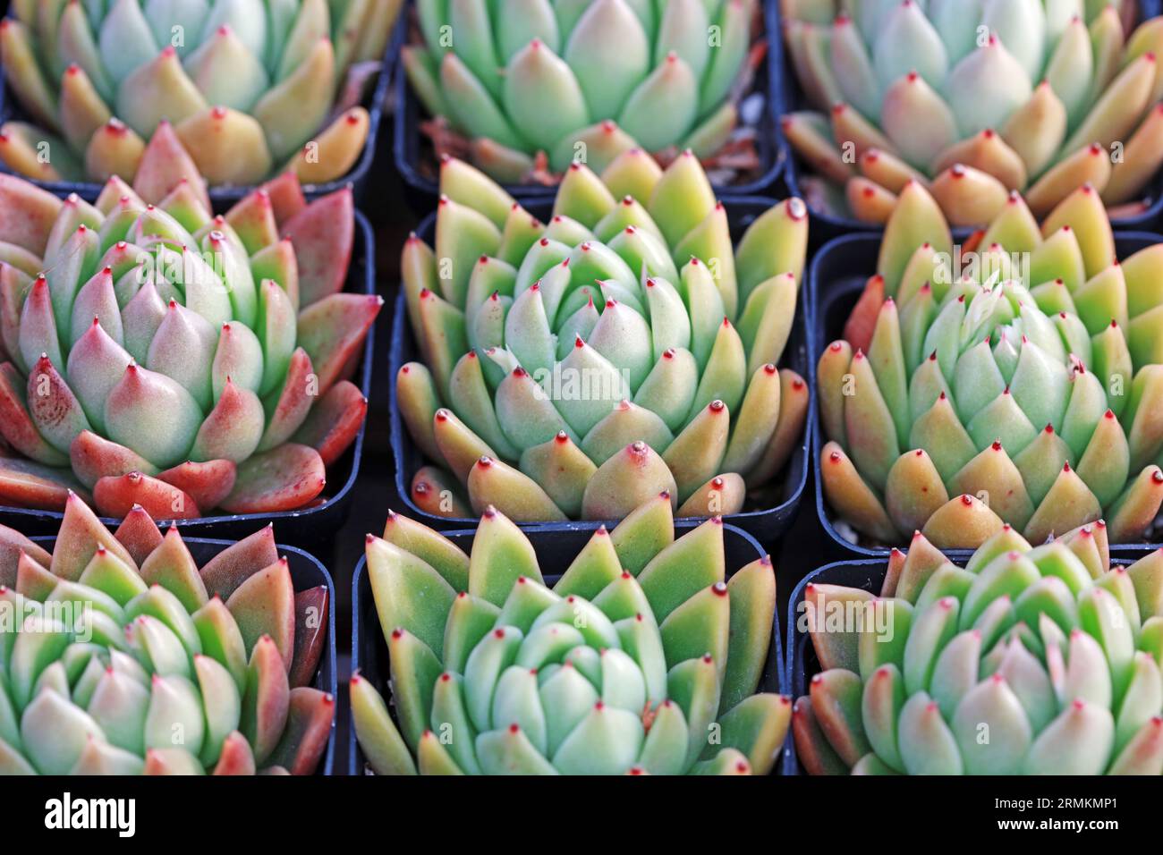 Succulent plants bonsai hi-res stock photography and images - Alamy