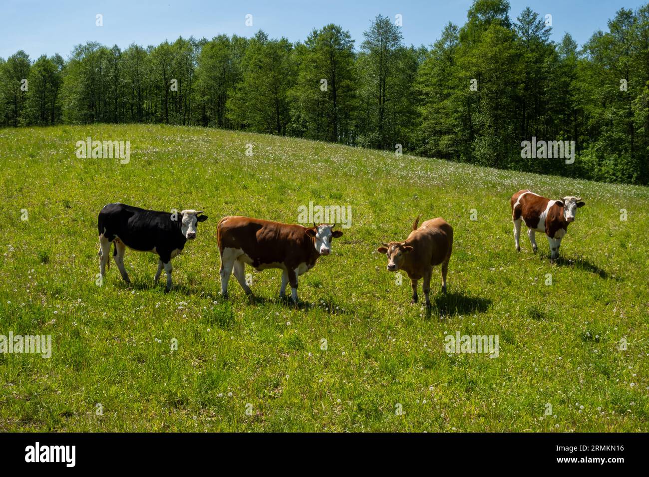 Happy brown cows graze on green mountain pastures. Organic farming of ...