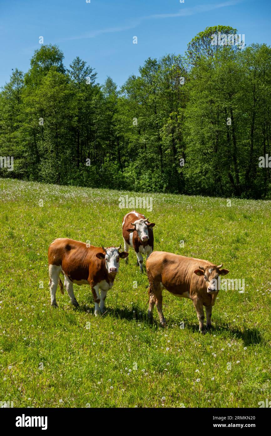 Happy brown cows graze on green mountain pastures. Organic farming of ...