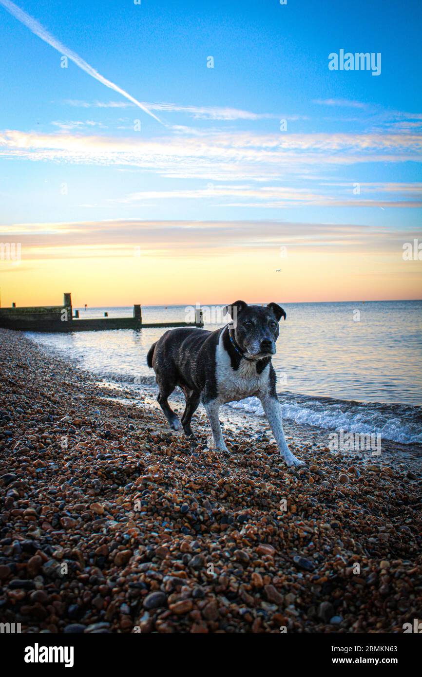 Staffy running on a beach Stock Photo - Alamy