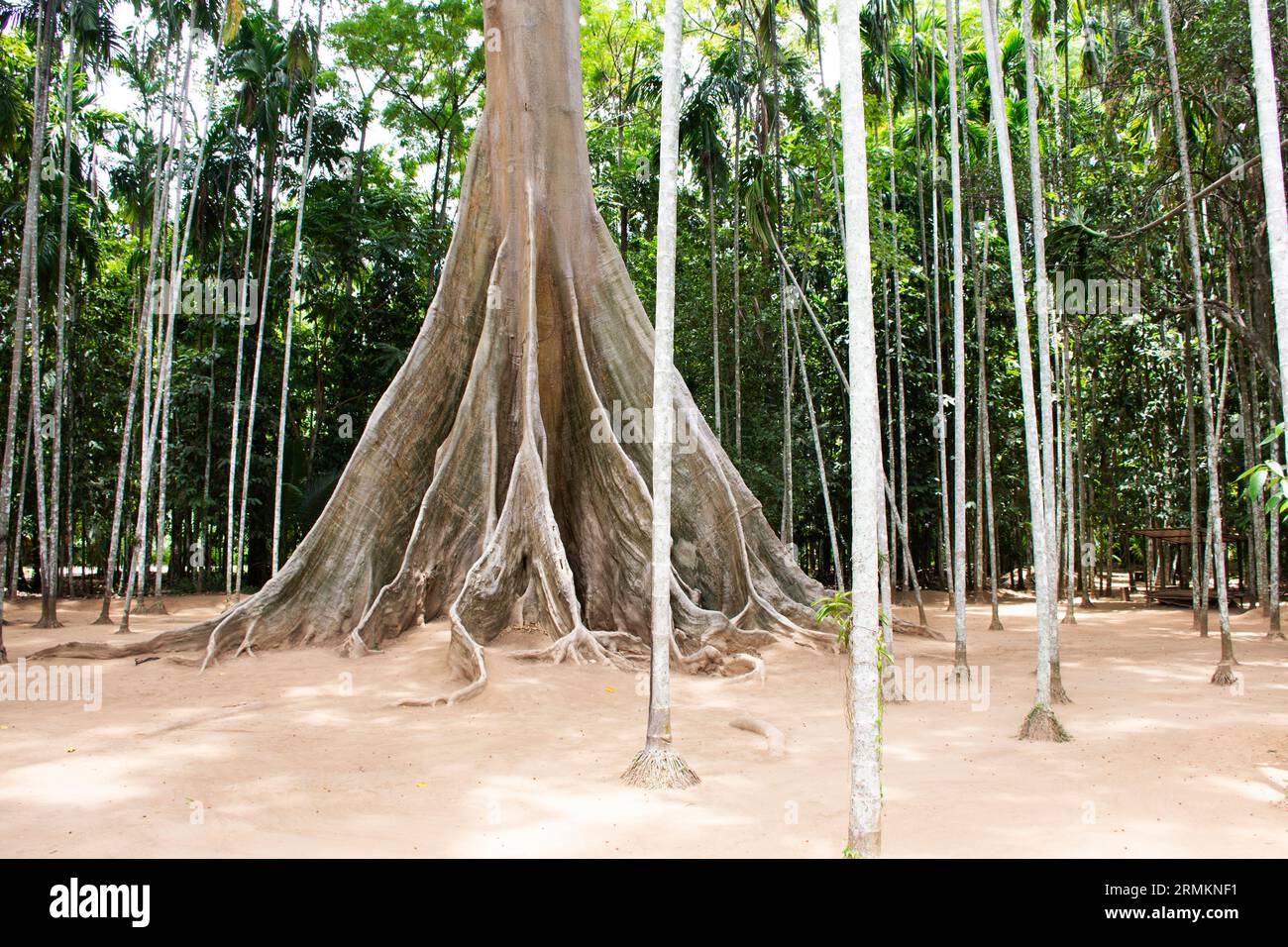 Ton Phueng giant tree or Ton Siang largest highest plant in community ...