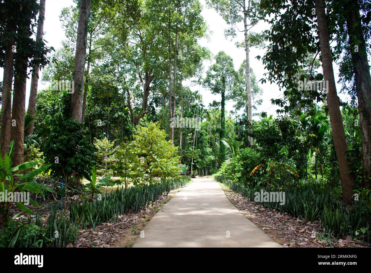 Ton Phueng giant tree or Ton Siang largest highest plant in community ...