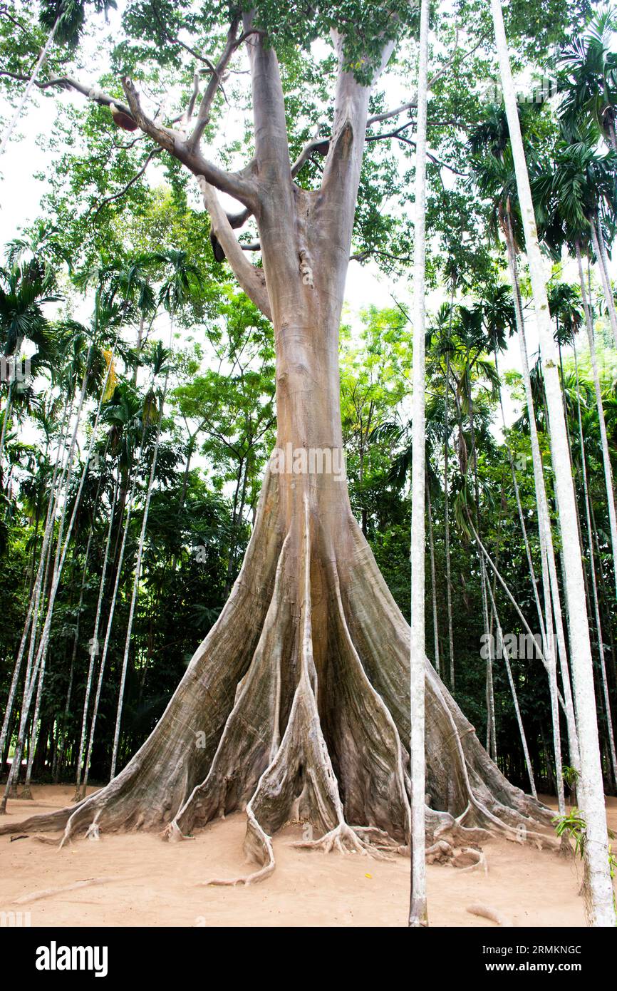 Ton Phueng giant tree or Ton Siang largest highest plant in community ...