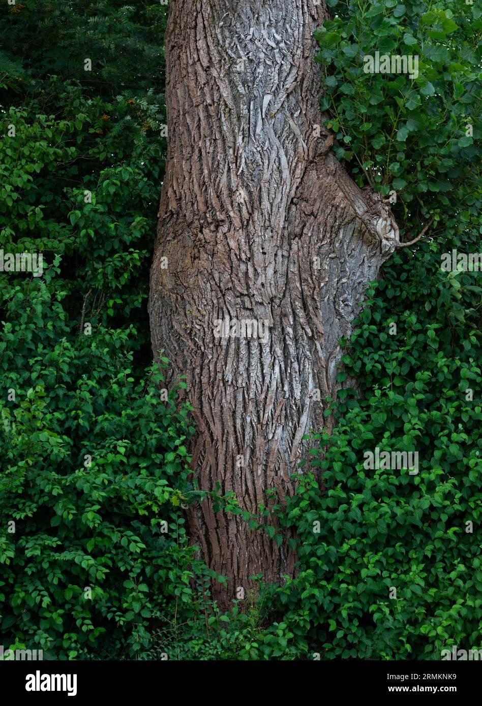 Tree trunk of an old lime tree (Tilia) overgrown with leaves, spa ...