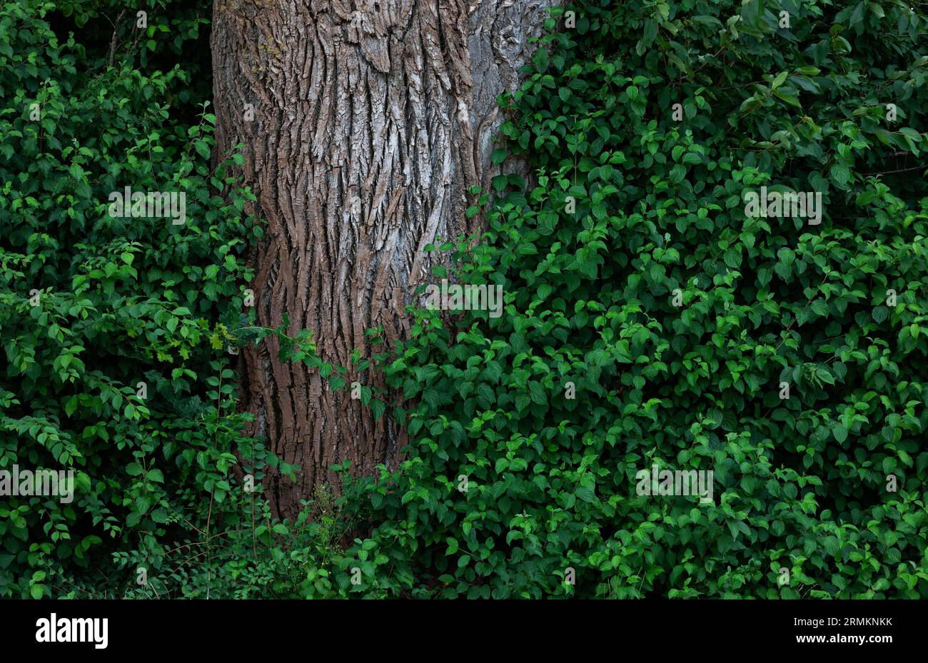 Tree trunk of an old lime tree (Tilia) overgrown with leaves, spa ...