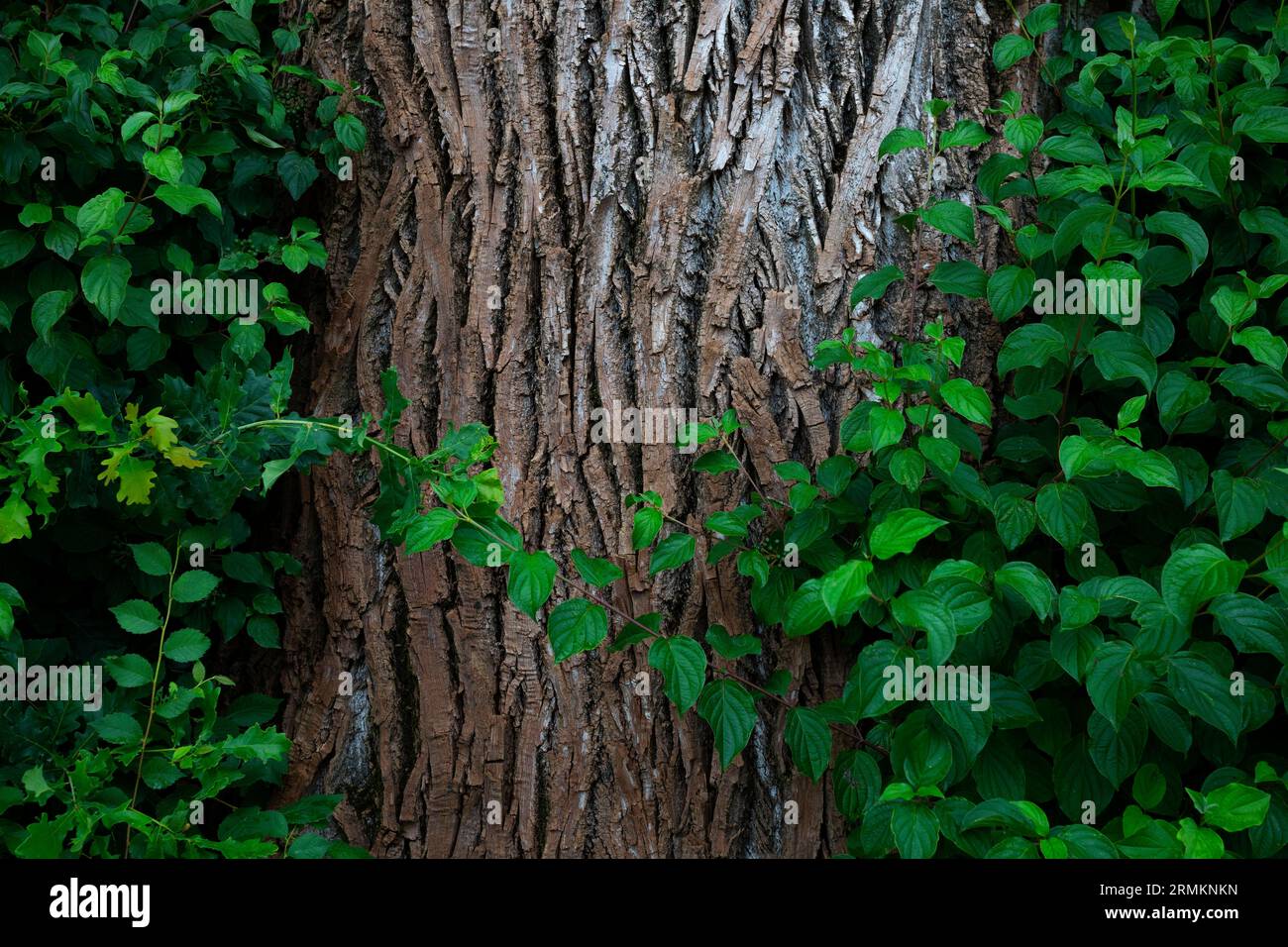 Tree trunk of an old lime tree (Tilia) overgrown with leaves, spa ...