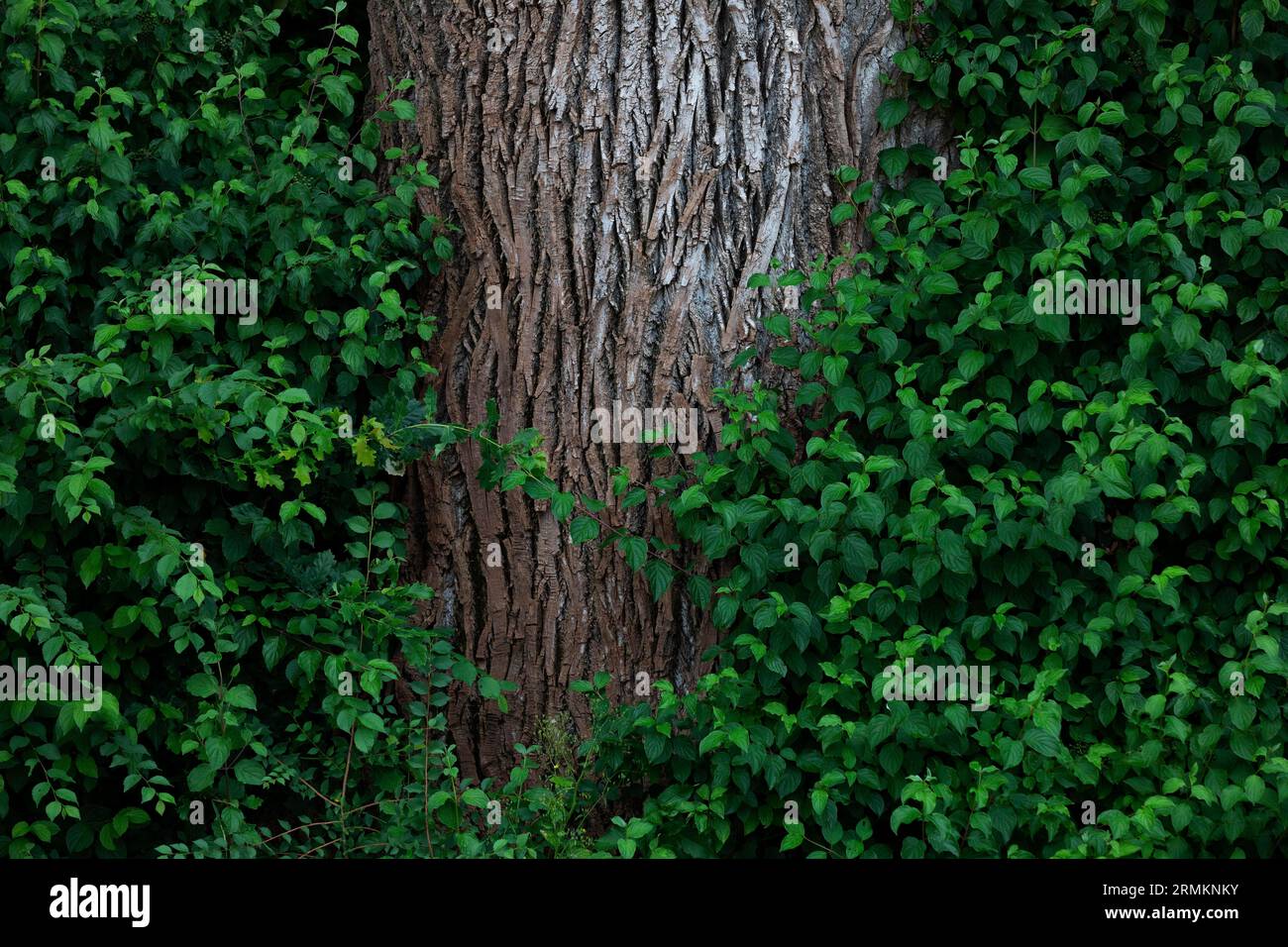 Tree trunk of an old lime tree (Tilia) overgrown with leaves, spa ...