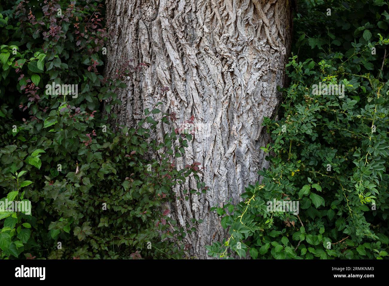 Tree trunk of an old lime tree (Tilia) overgrown with leaves, spa ...