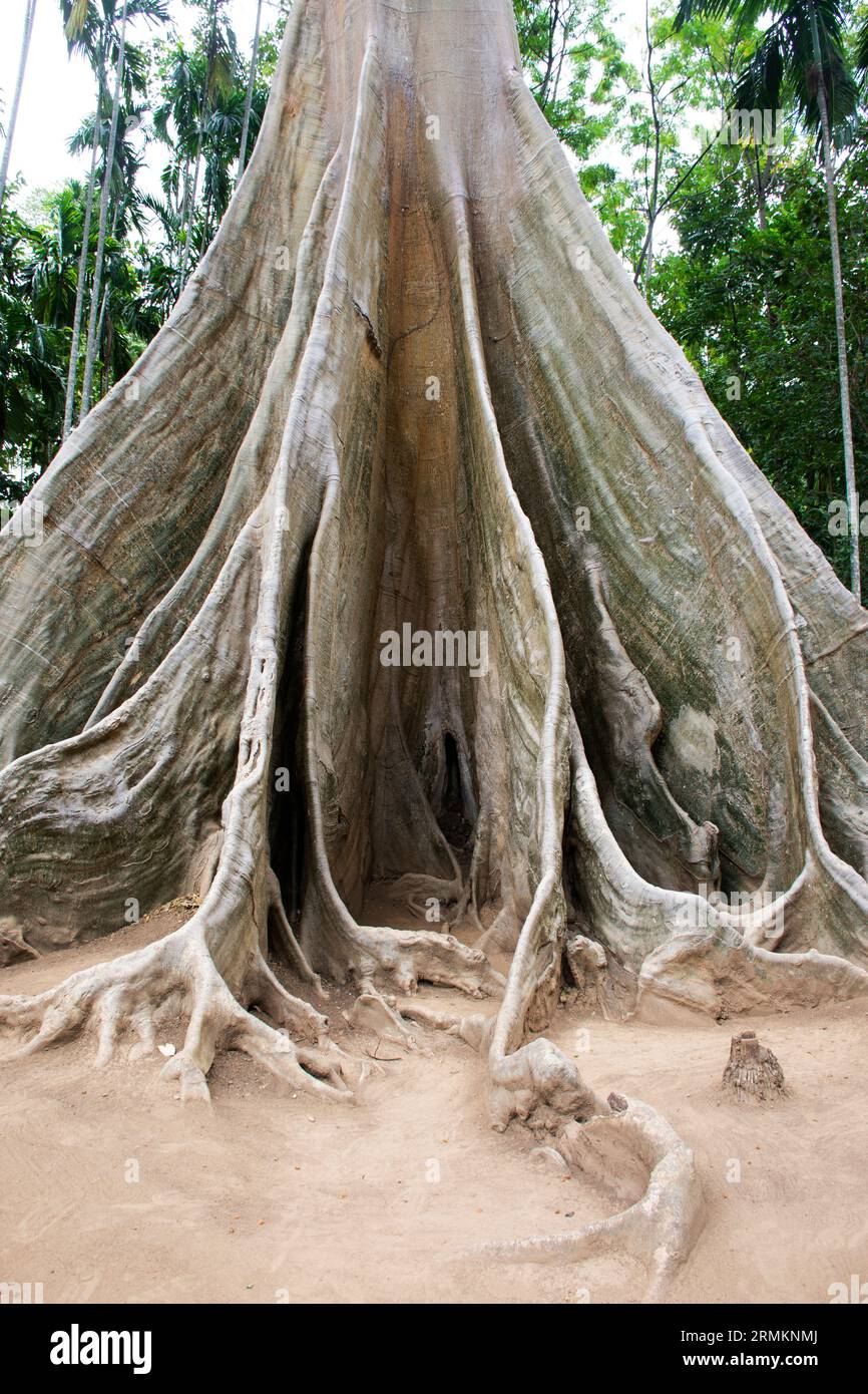 Roots of ton phueng giant tree or root ton siang largest highest plant ...