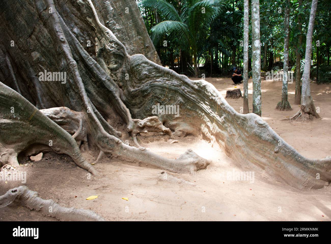 Roots of ton phueng giant tree or root ton siang largest highest plant ...