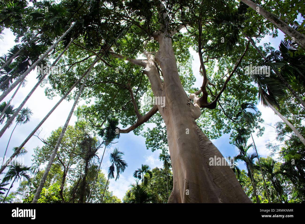 Ton Phueng giant tree or Ton Siang largest highest plant in community ...