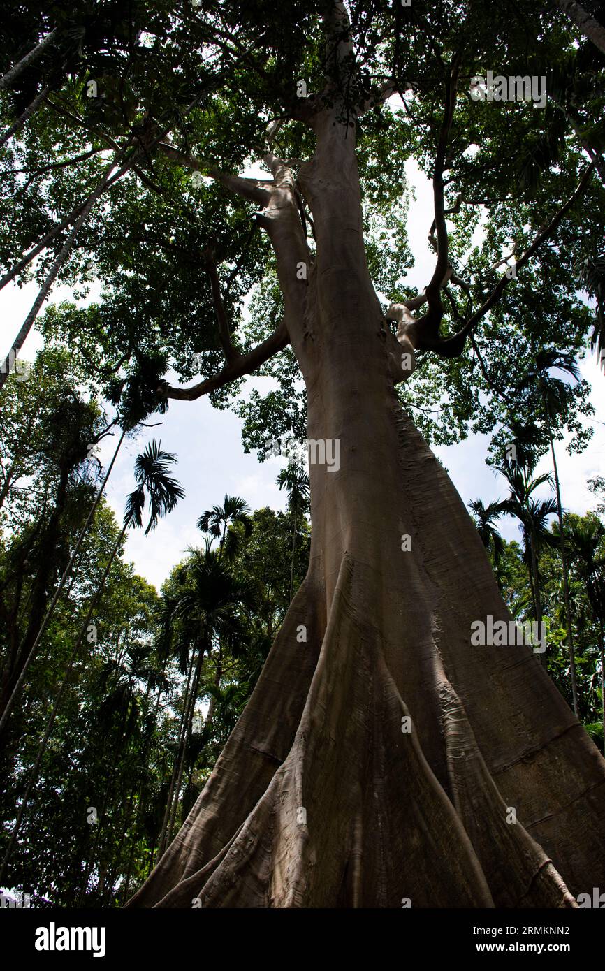 Ton Phueng giant tree or Ton Siang largest highest plant in community ...