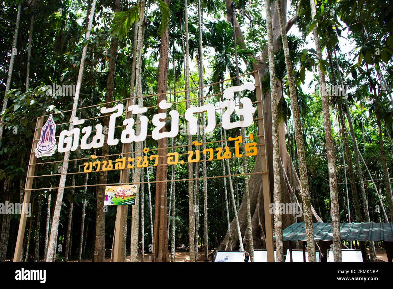 Ton phueng giant tree or Ton siang largest highest plant in betel palm ...