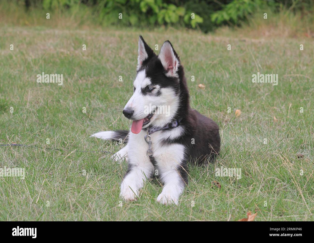 Siberian Husky female (Canis lupus familaris), 5 months, lying on a ...