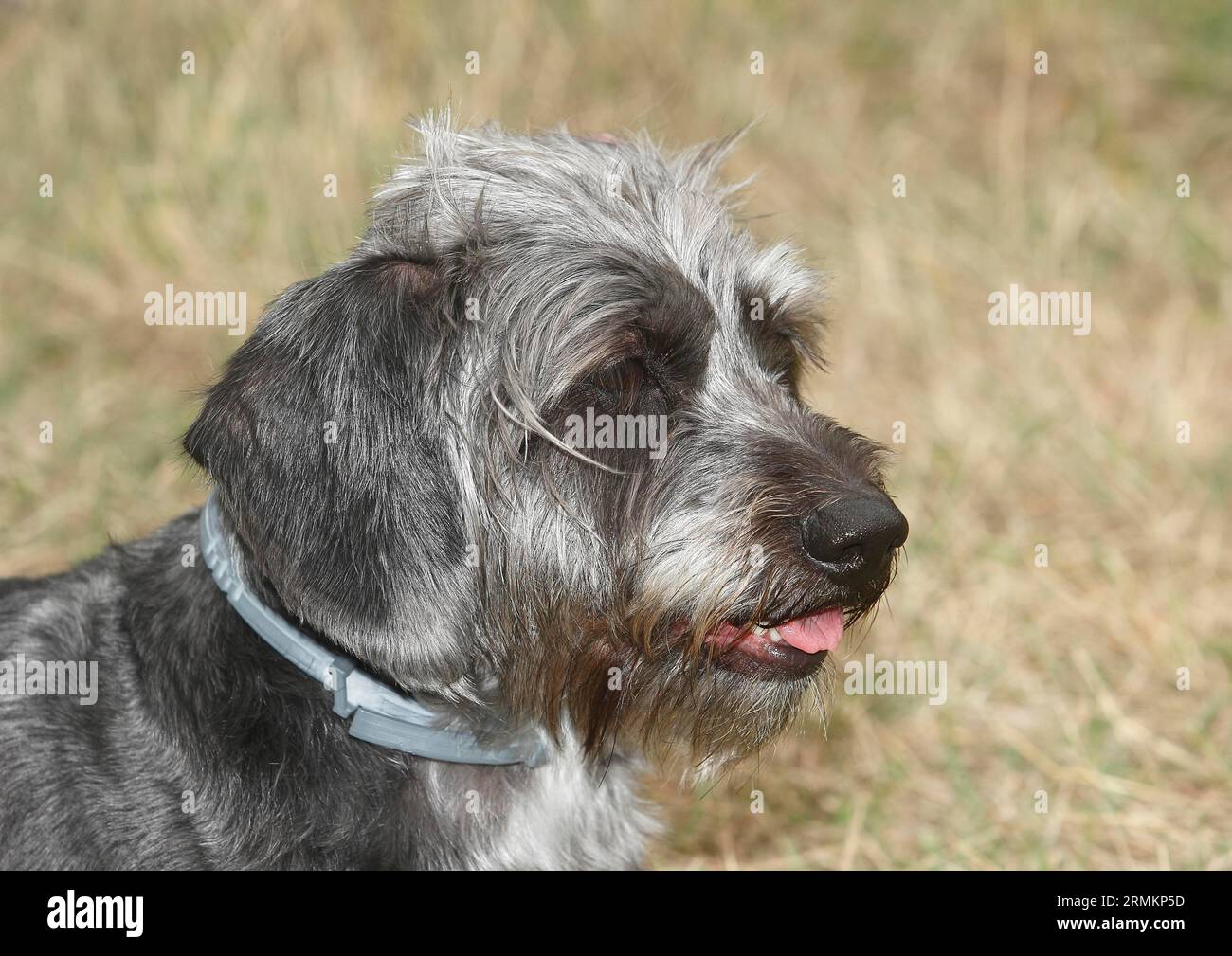 Dachshund Shih Tzu mix (Canis lupus familaris), male 4 years, Portraet ...