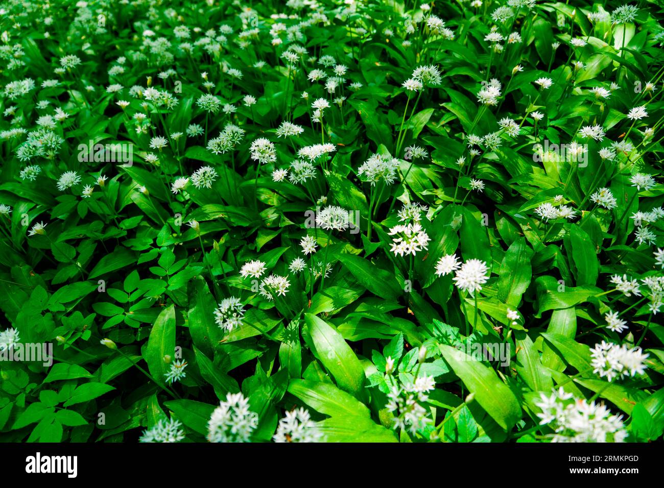 Blooming ramson (Allium ursinum) along a forest path Stock Photo - Alamy