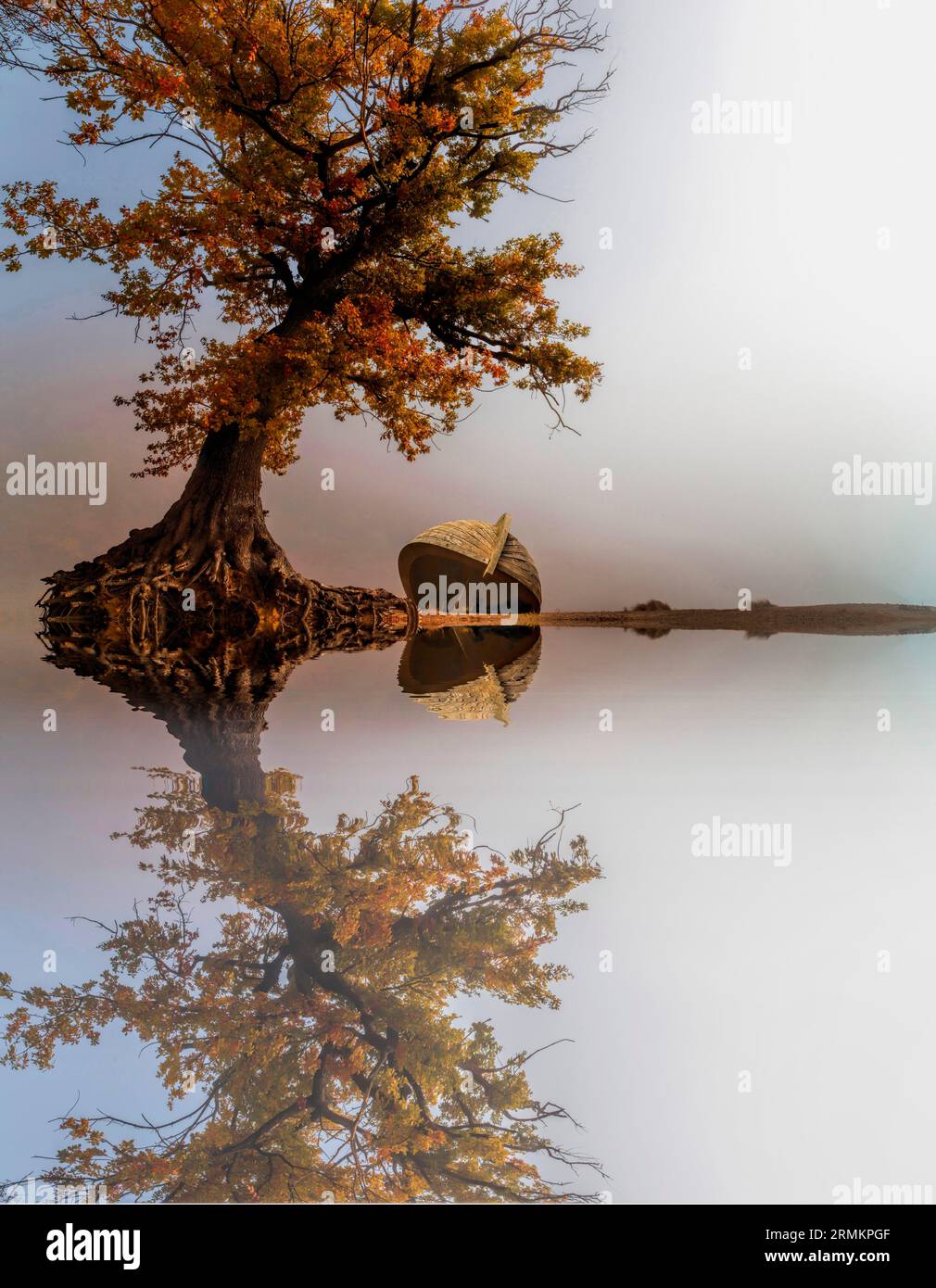 300-year-old beech tree with a wooden boat on Lake Edersee Stock Photo ...