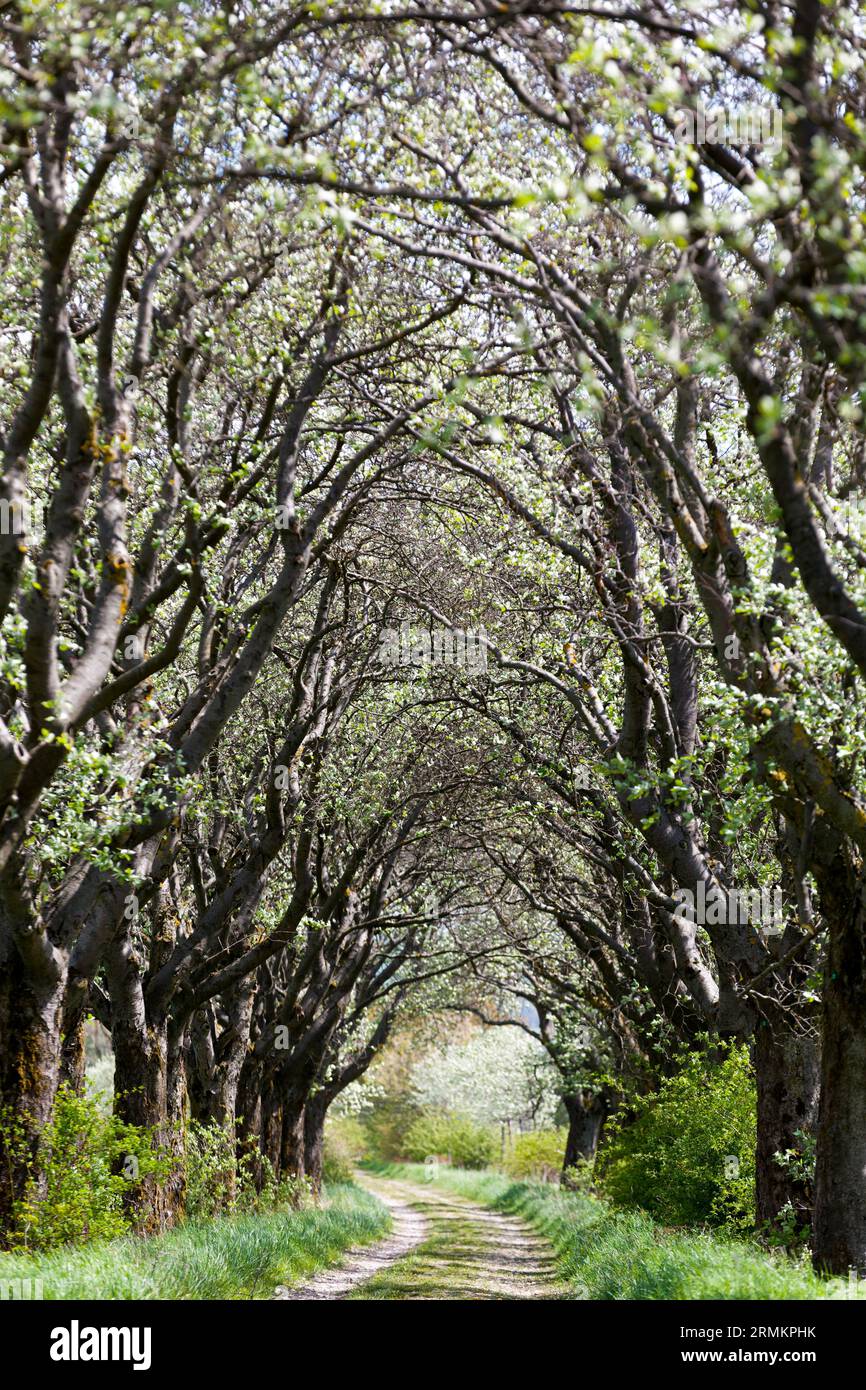 Northwest germany hi-res stock photography and images - Alamy