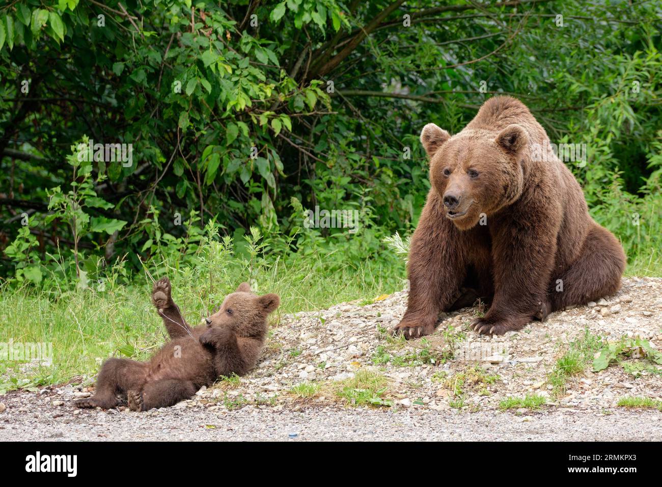 Brown bears at the Transfagara, the Transfogaras High Road in the ...