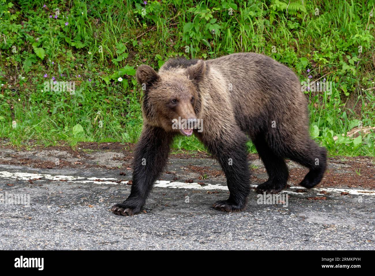 Young brown bear at the Transfagara, the Transfogaras High Road in the ...