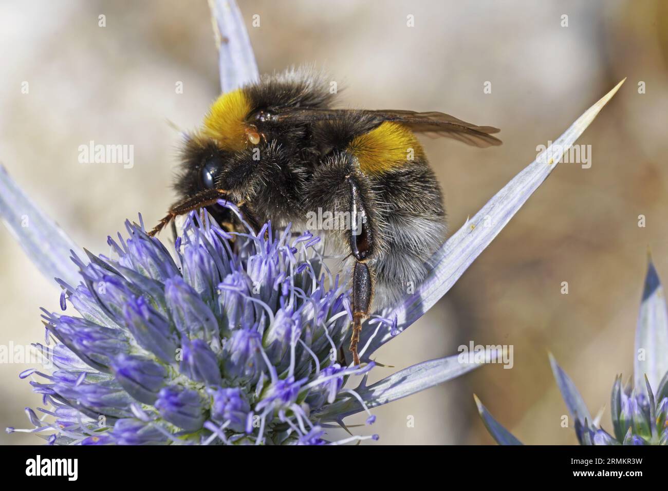large earth bumblebee on a flower of amethyst eryngo; Bombus terrestris; Apidae; Eryngium ...