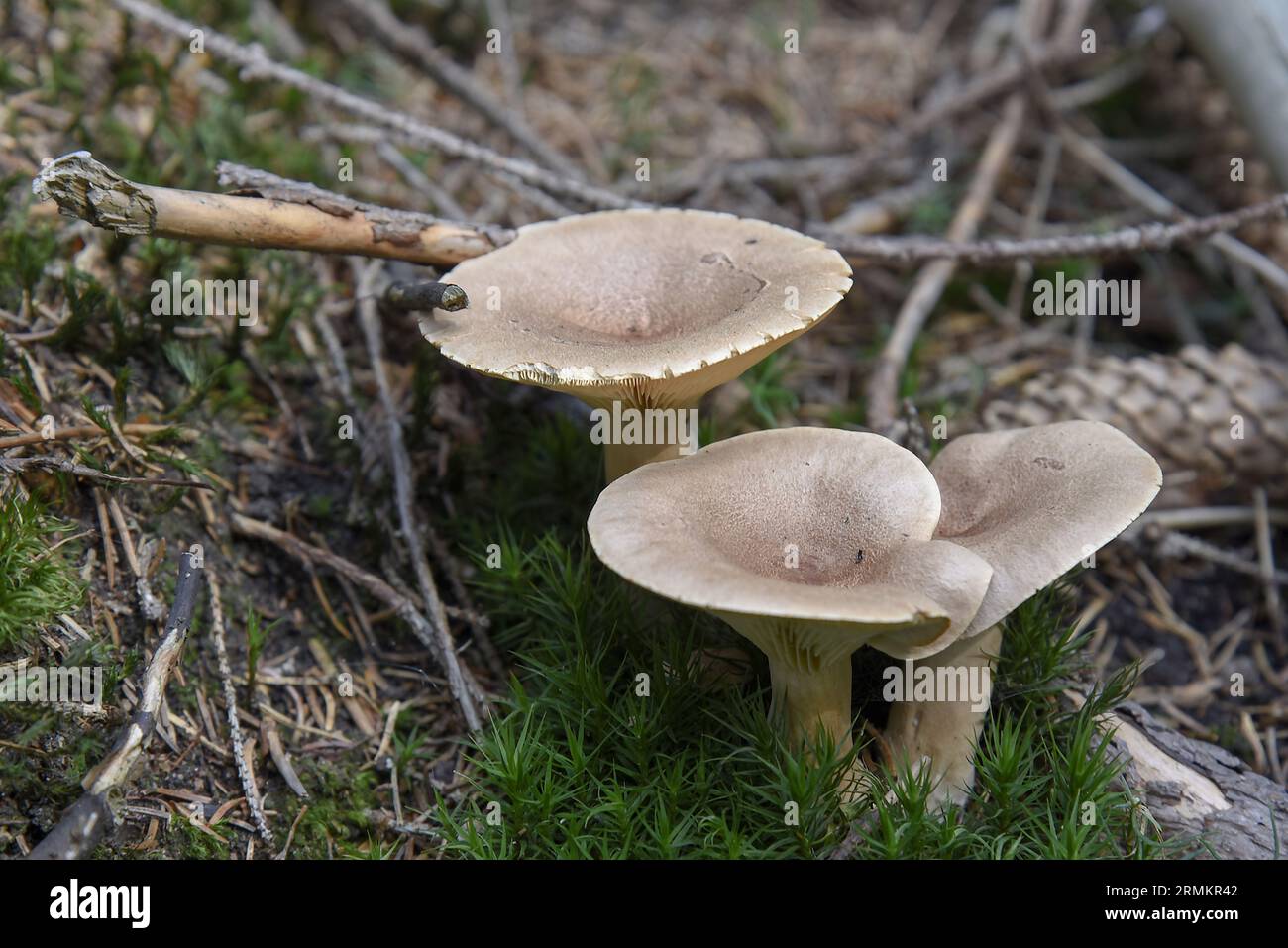Club-foot, club-footed clitocybe (Ampulloclitocybe clavipes) in forest ...