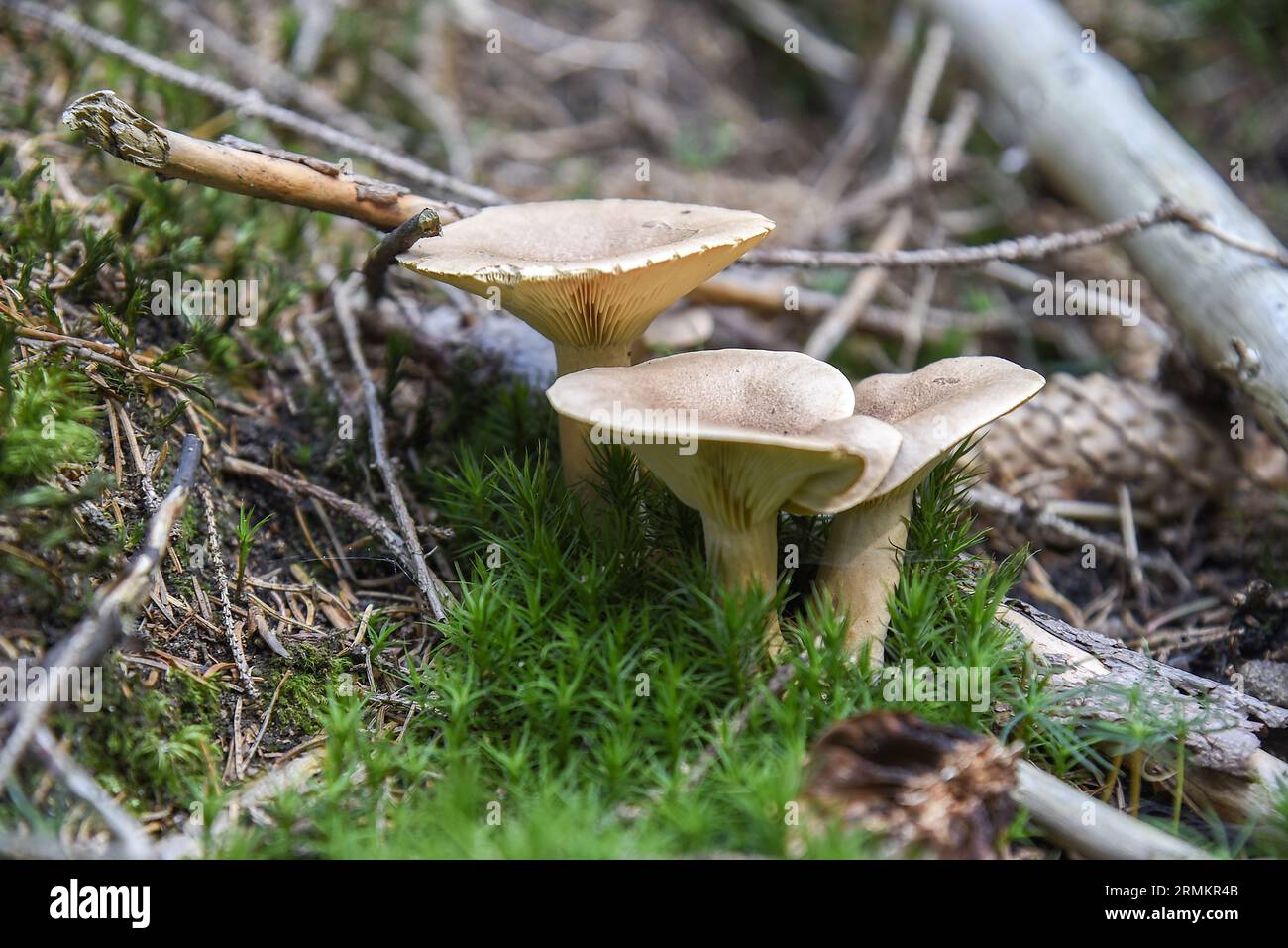 Club-foot, club-footed clitocybe (Ampulloclitocybe clavipes) in forest ...
