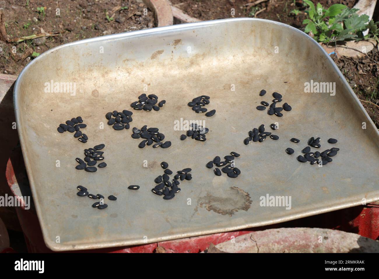 Long bean seeds are kept for sundry on an aluminum pan. Process of ...